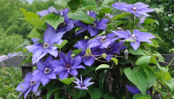 Clematis Happy Jack Purple Flower Seed 10 | Etsy