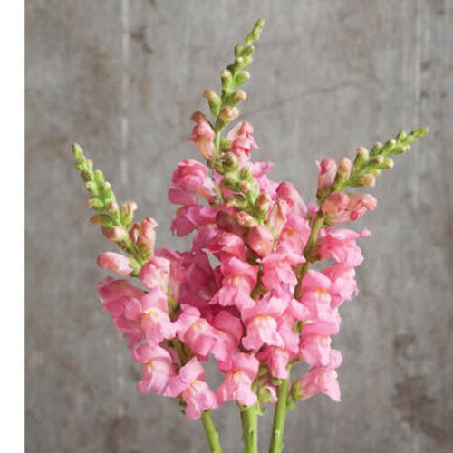 Snapdragon Potomac Yellow 50 - Etsy