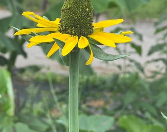 Giant Coneflower (rudbeckia Maxima) - Etsy