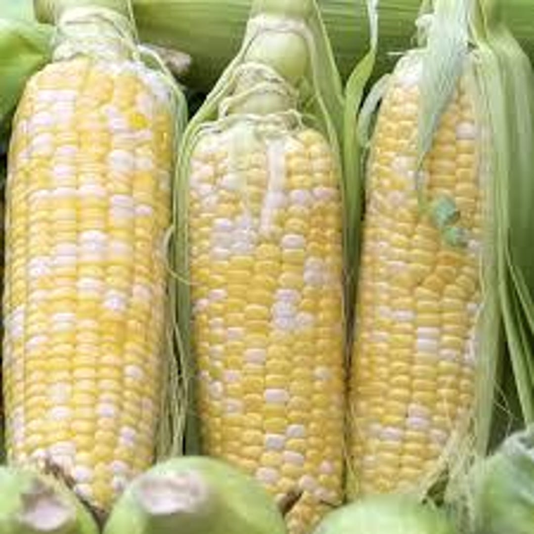 Corn Serendipity Bi- Color Corn Seeds 150 - Etsy