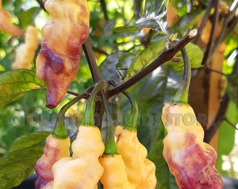 Pink Tiger Pepper - Etsy