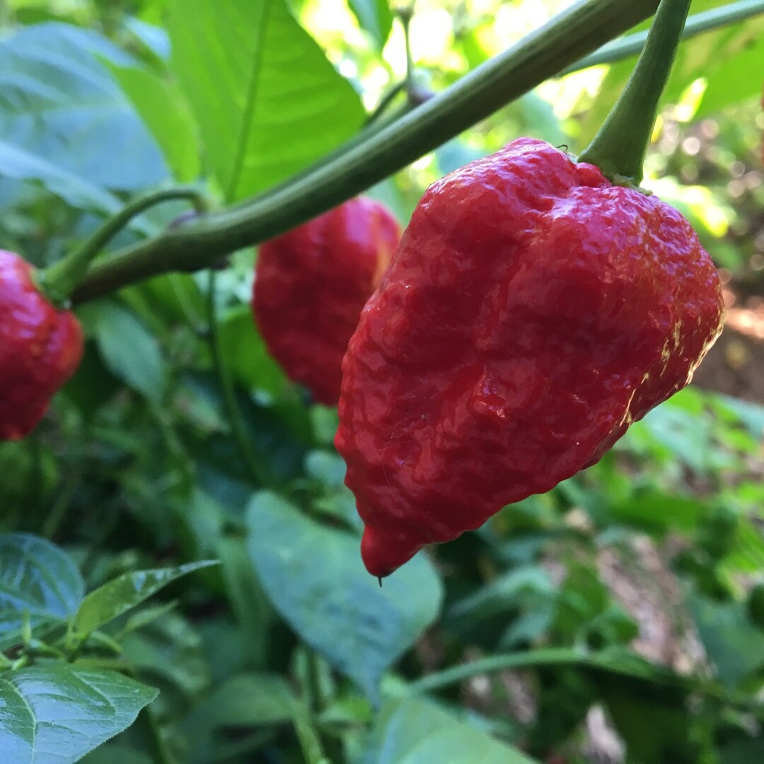 Pepper Dragons Breath Pepper Seeds 10 - Etsy