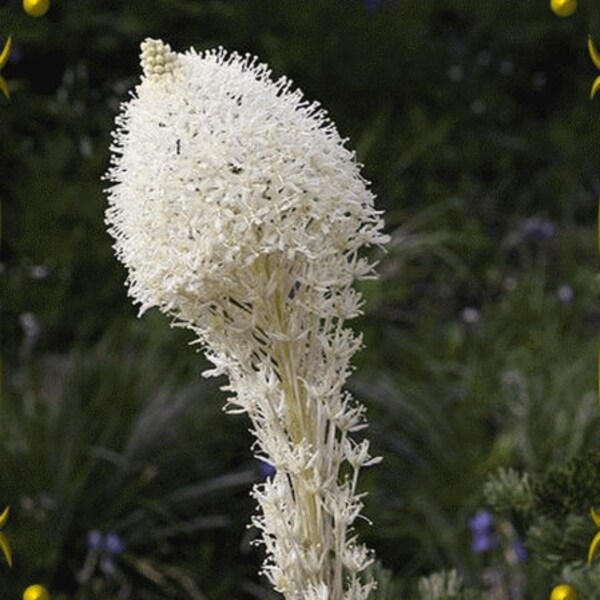 Bear Grass - Etsy
