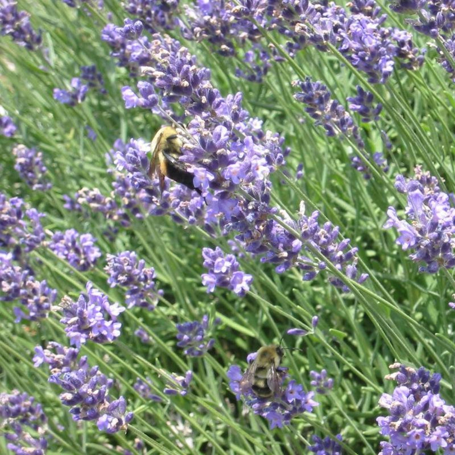 Lavender Munstead seeds 25 | Etsy