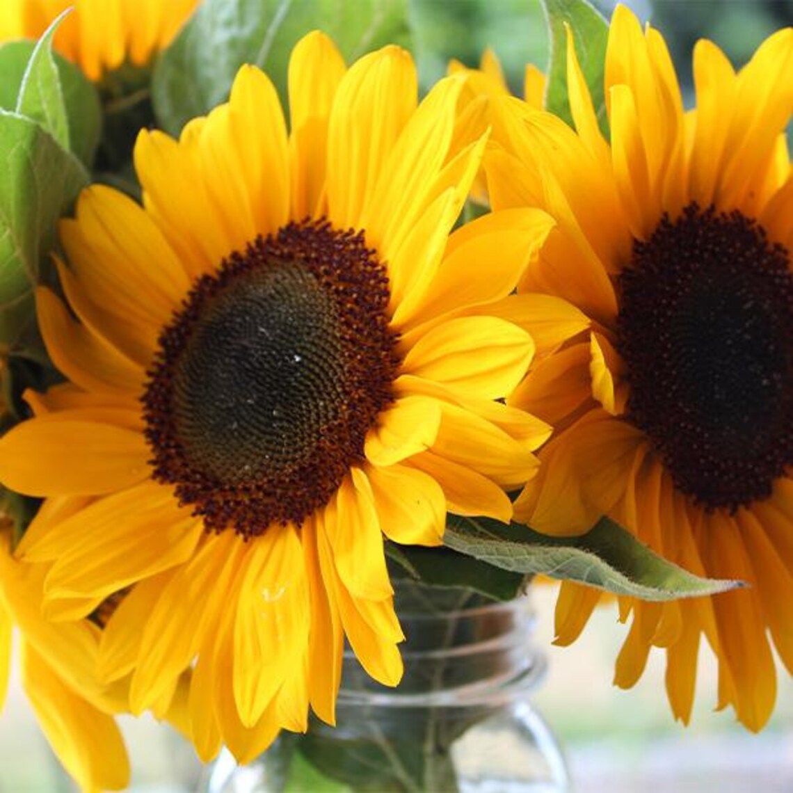 Sunflower Sunrich Summer Provence Flower Seed 25 | Etsy