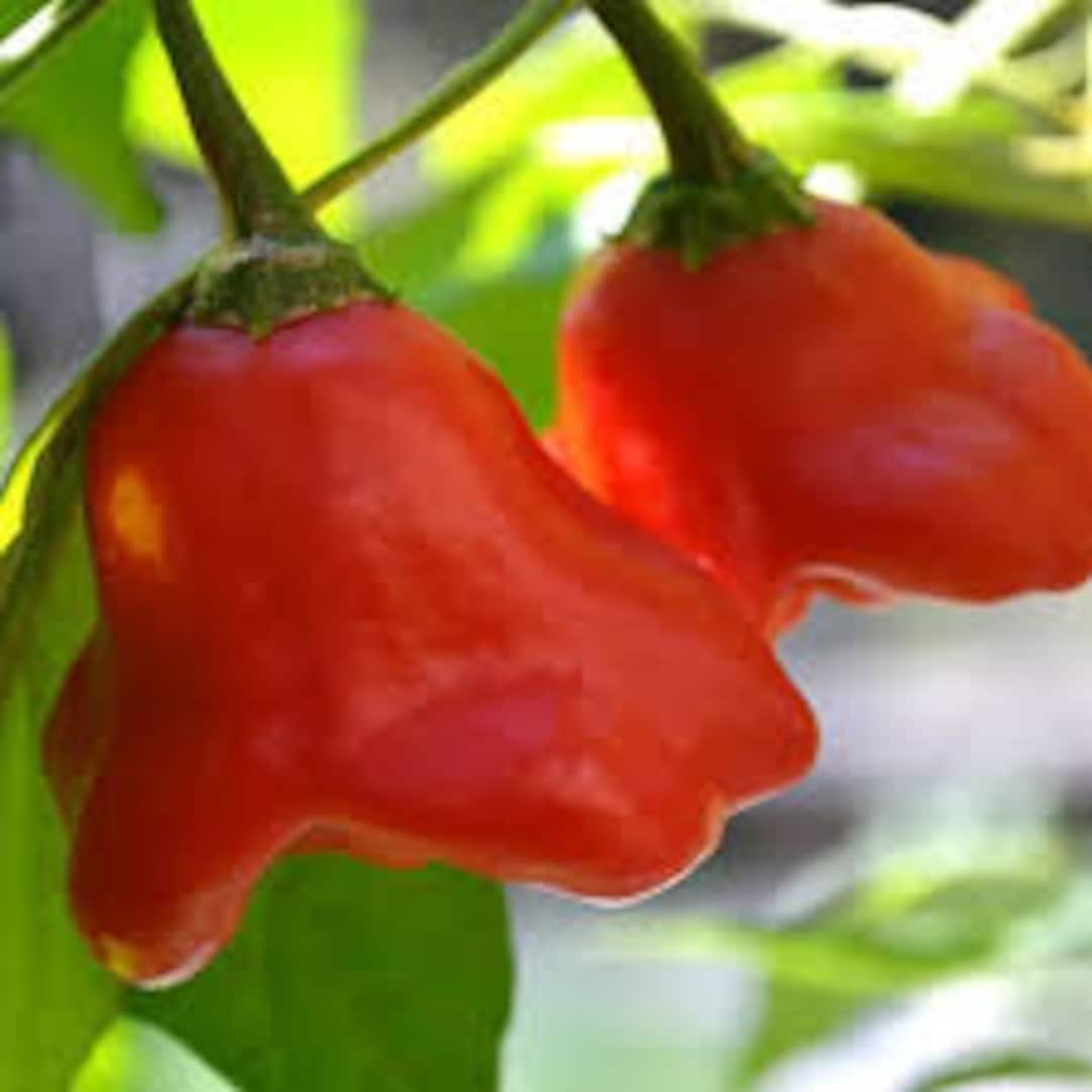 Pepper Brazilian Orchid Heirloom Seed 10 - Etsy