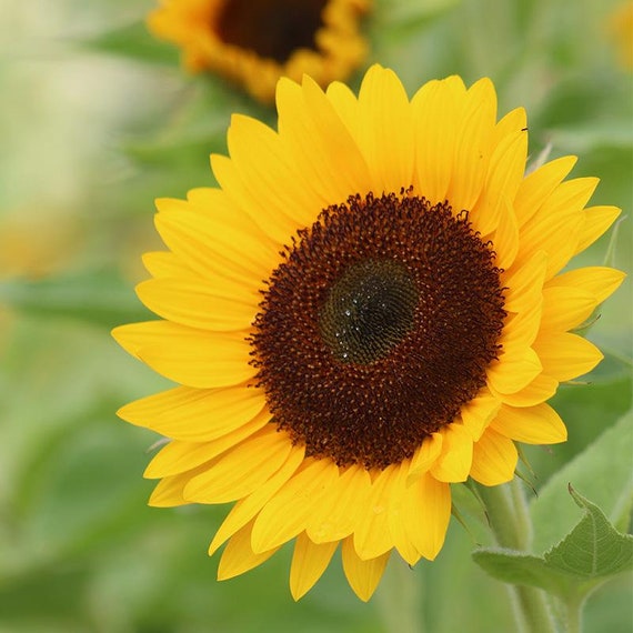 Sunflower Sunrich Summer Provence Flower Seed 25 | Etsy