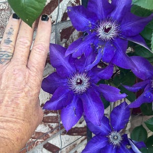 Clematis Happy Jack Purple Flower Seed 10 - Etsy