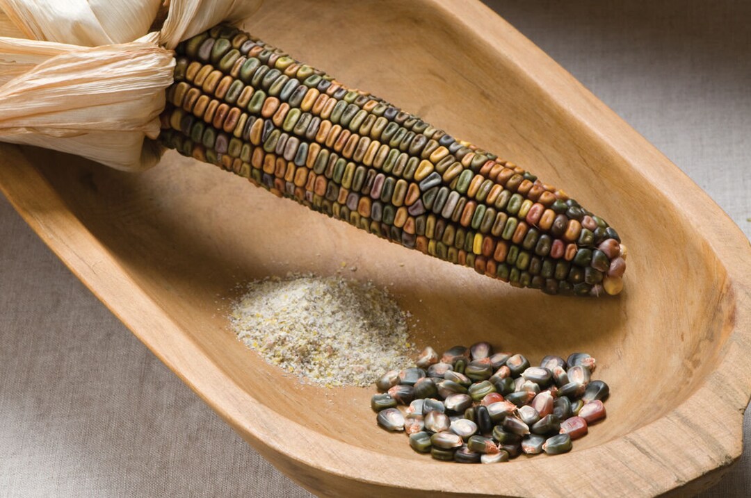 Corn Earth Tone Dent Seed 100 - Etsy