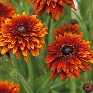 Rudbeckia Cherokee Sunset Mix Seeds 50 - Etsy Canada