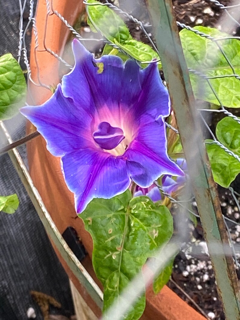 Morning Glory Double Blue picotee Flower Seeds 10 - Etsy