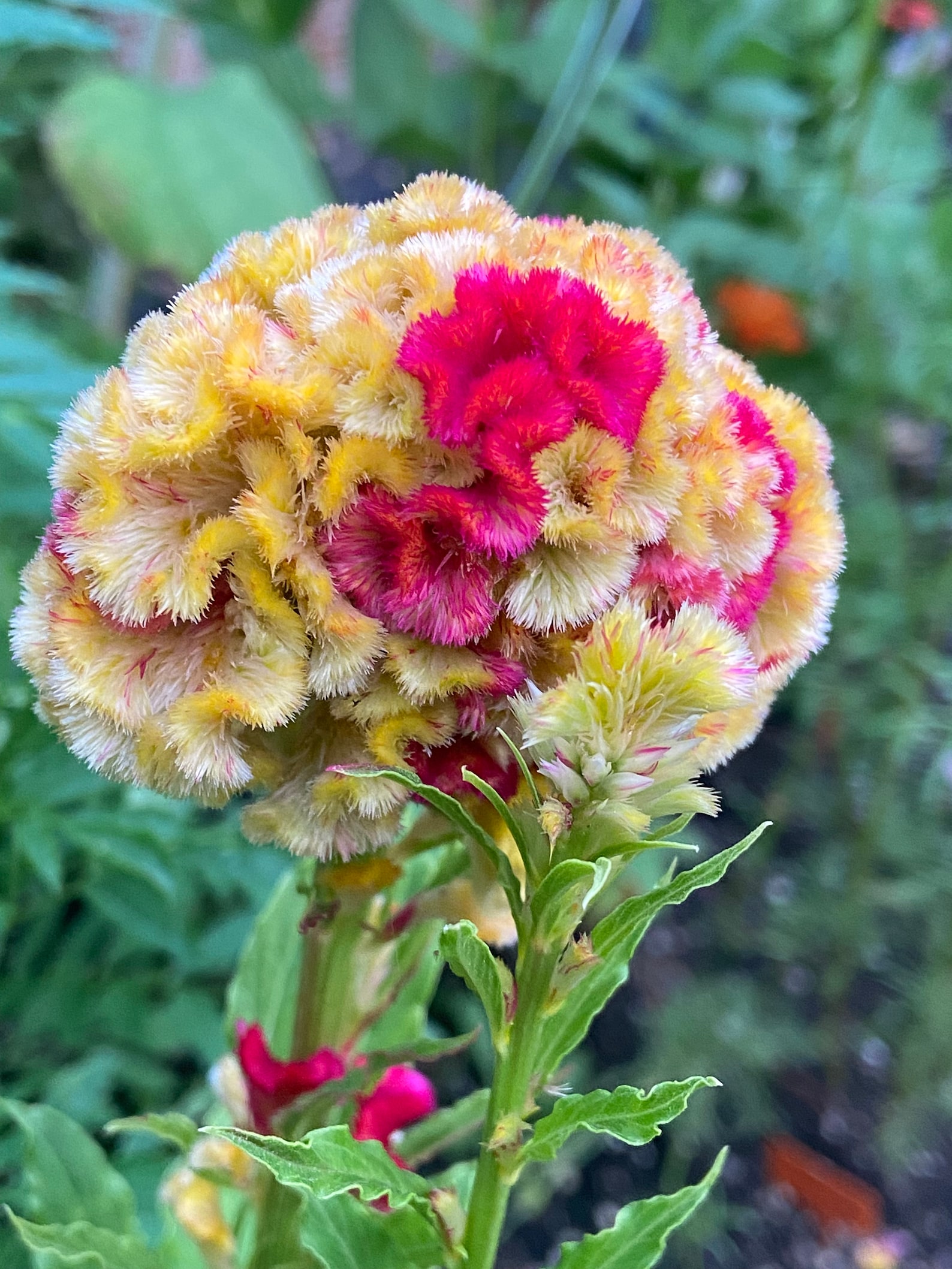 Celosia Cockscomb Variegated Heirloom Seeds 50 - Etsy