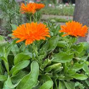 Calendula Alpha Organic Flower Seed 50 - Etsy