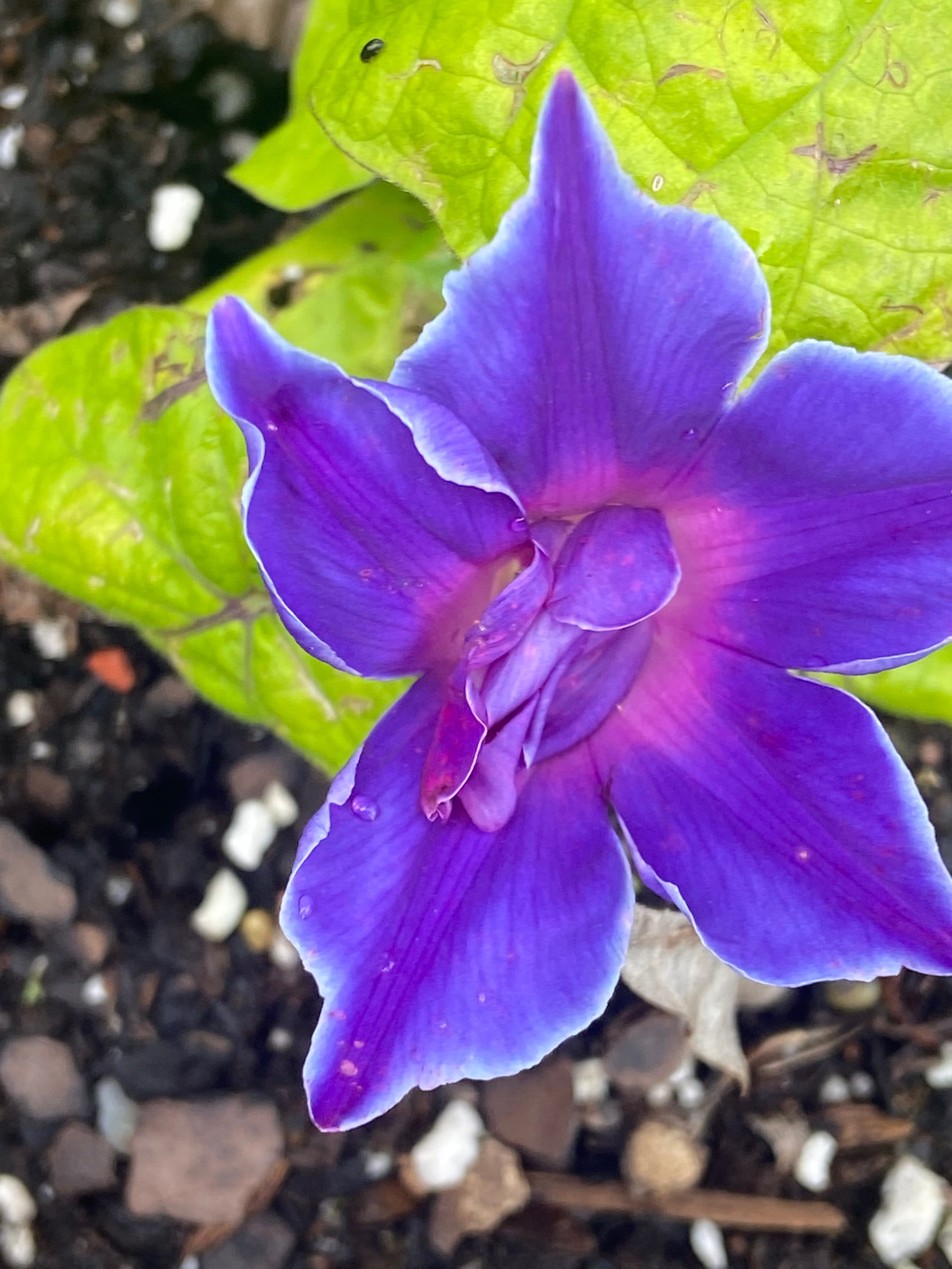 Morning Glory Double Blue picotee Flower Seeds 10 - Etsy