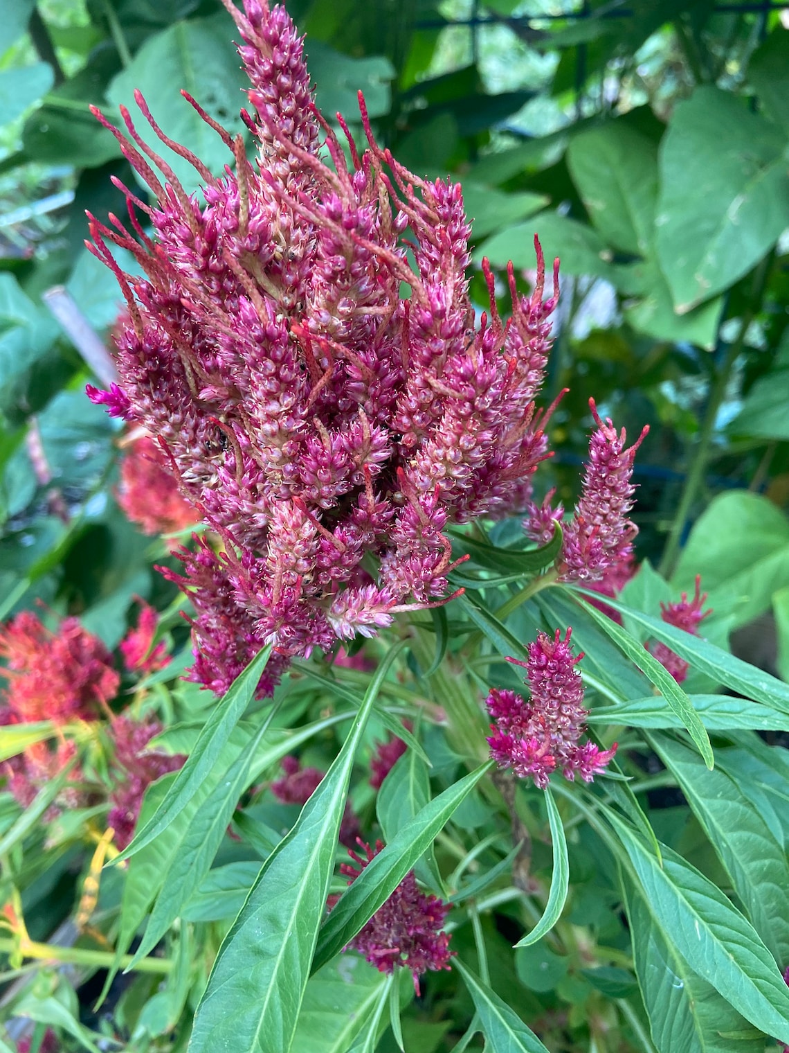 Celosia Chinese Wool Flower Heirloom Seed 40 | Etsy