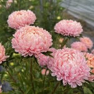 Aster Tower Custom Mix Sees 50 - Etsy