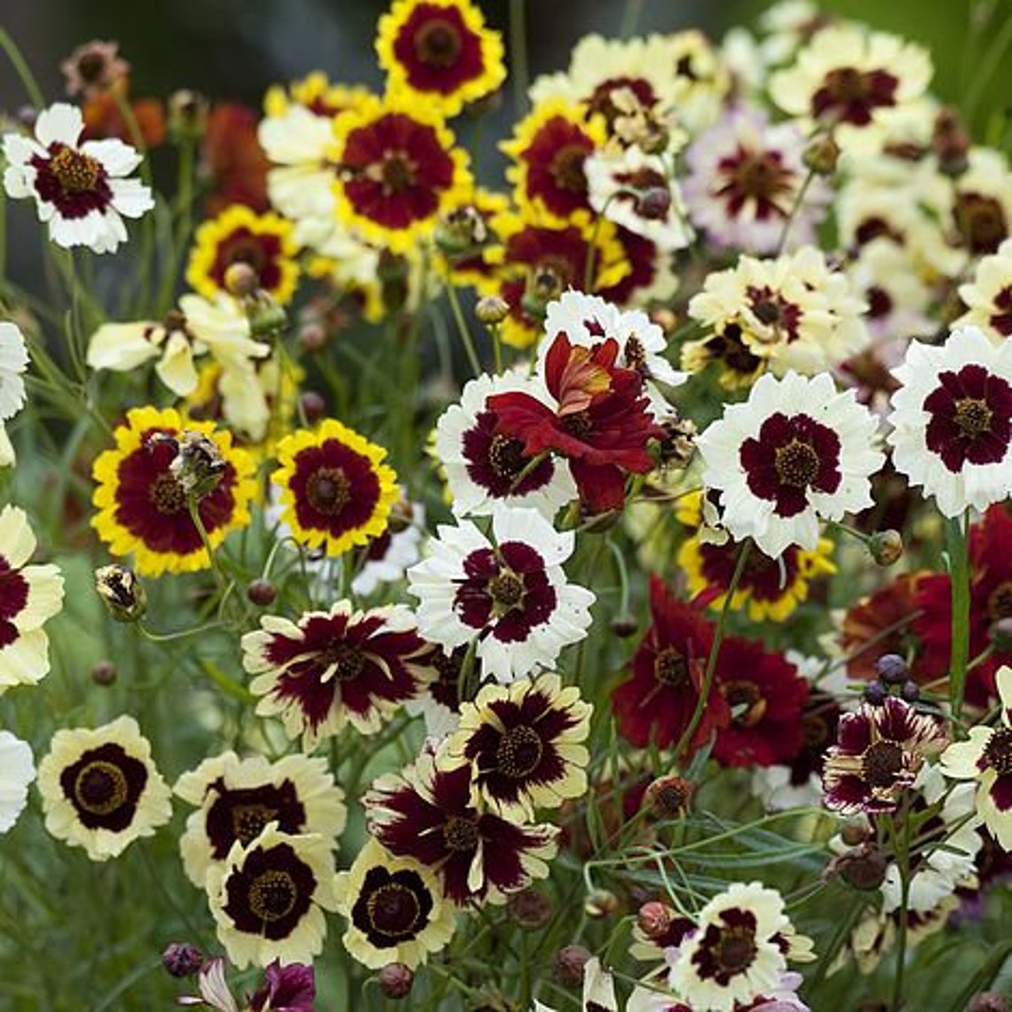Coreopsis Incredible Dwarf Mix Heirloom Seed 25 | Etsy