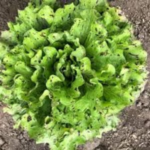 Castelfranco Heirloom Seeds 25 - Etsy