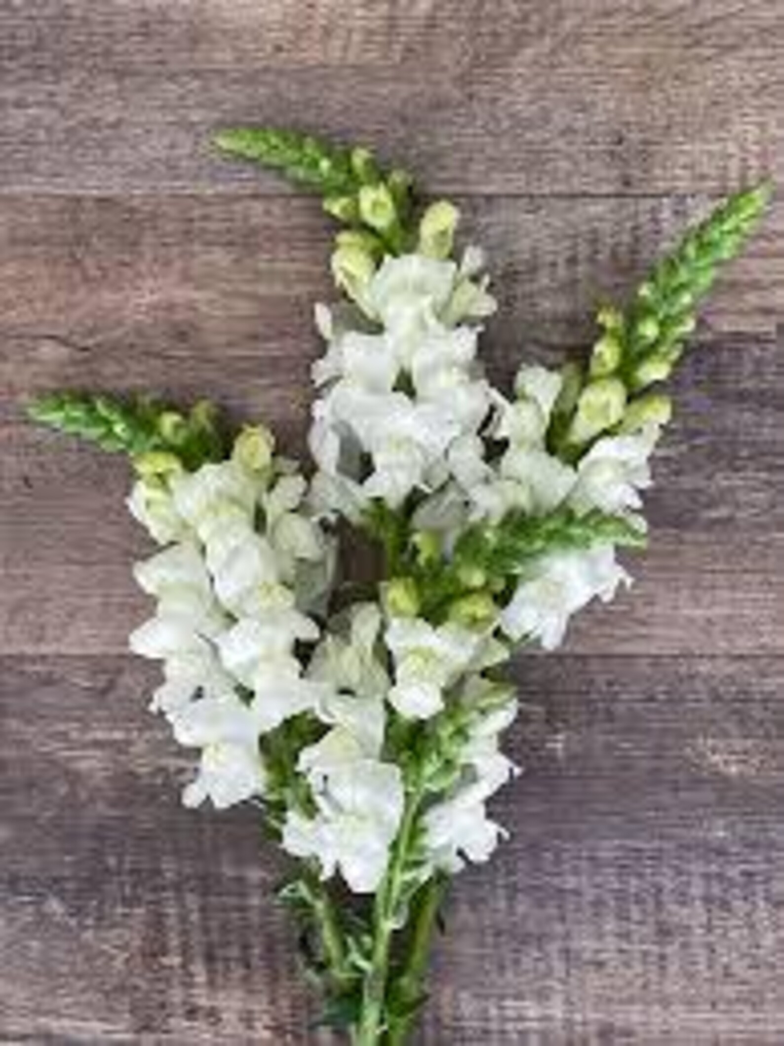 Snapdragon White Legend Seed 25 - Etsy