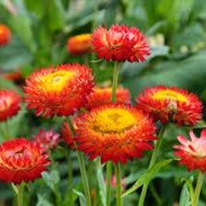 Strawflower Red Copper Seed 50 - Etsy