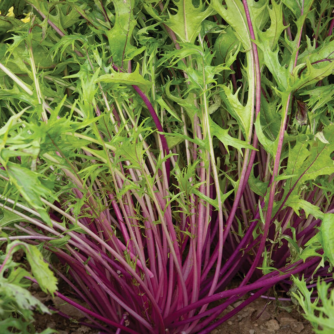 Asian Greens Leafy Red Vegetable Seed 200 - Etsy