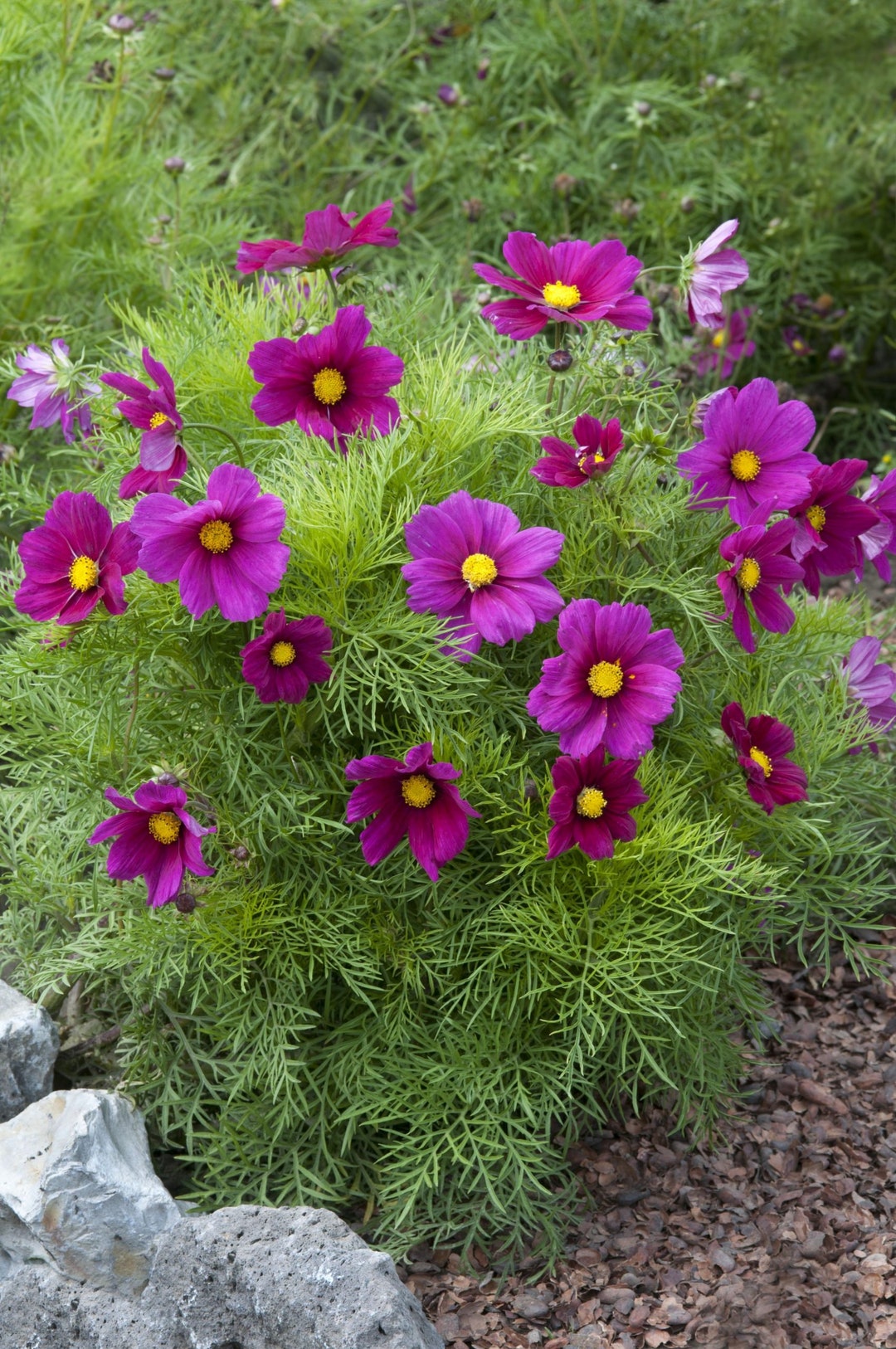 Cosmo Candy Floss Red Heirloom Seed 25 - Etsy