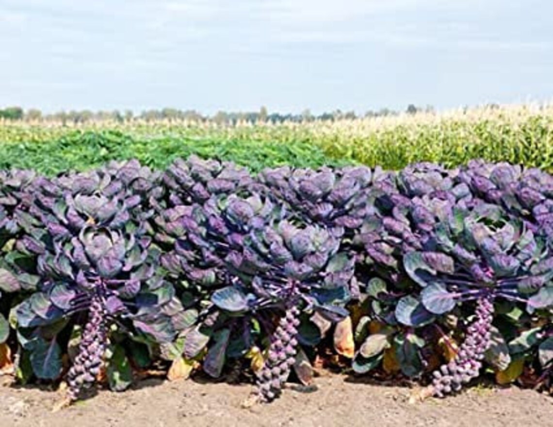Brussel sprouts Red Ball heirloom seeds 20 | Etsy