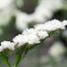 Statice Forever Silver Seed 25 - Etsy