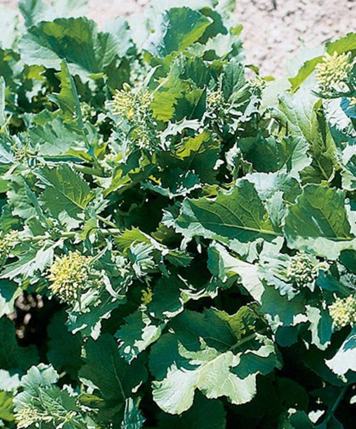 Broccoli Raab Spring RAAB Heirloom Seeds 50 - Etsy