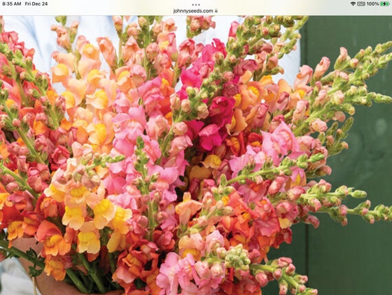 Snapdragon Atomic Early Sunrise Mix Flower Seed 25 - Etsy