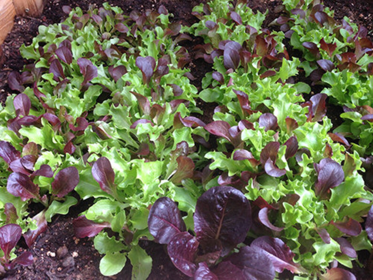 Lettuce Five star Greenhouse lettuce seeds 35 | Etsy