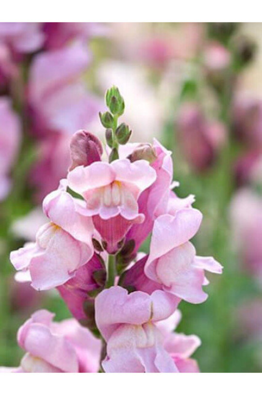 Snapdragon Costa Lavender Seed 25 - Etsy