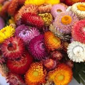 Strawflower Sultane Mix Seed 50 - Etsy