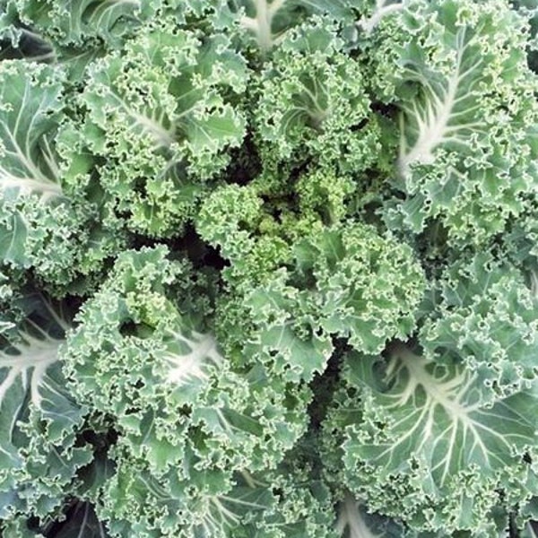 Kale Seeds - Etsy