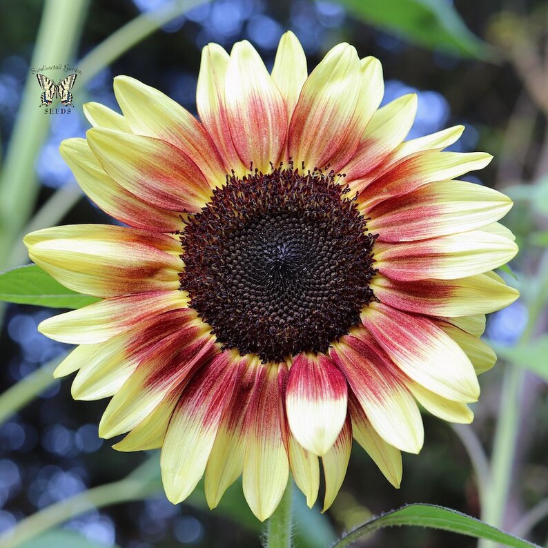 Sunflower Procut Red Lemon Single Stem Seeds 25 - Etsy