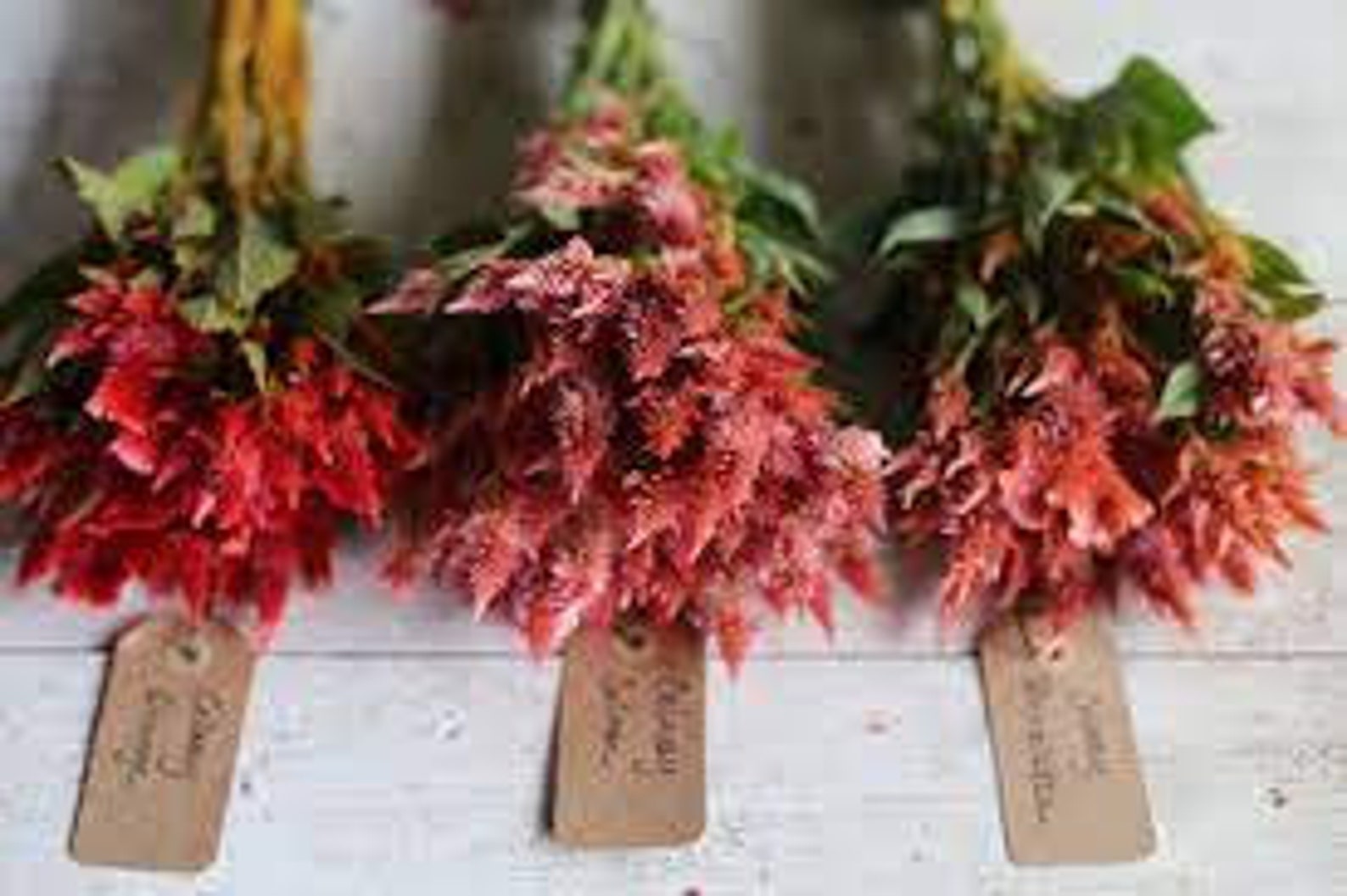 Celosia Celway Terracotta Seed 25 - Etsy
