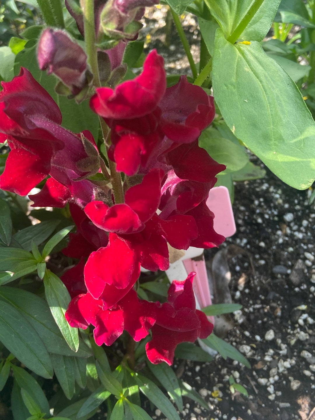 Snapdragon Potomac Red Seeds 50 - Etsy