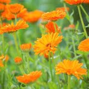 Calendula Alpha Organic Flower Seed 50 - Etsy