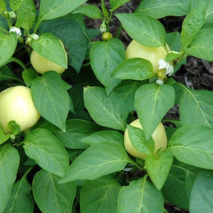 Pepper Alma Paprika Pepper Seeds 20 - Etsy
