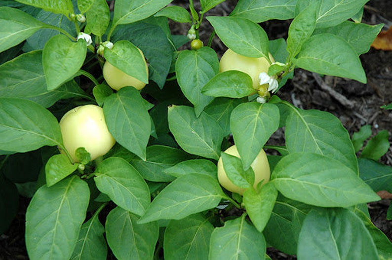 Pepper Alma Paprika Pepper Seeds 20 - Etsy