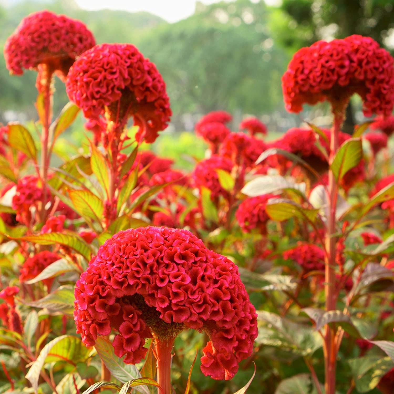 Celosia Chief Carmine Flower Seed 25 - Etsy