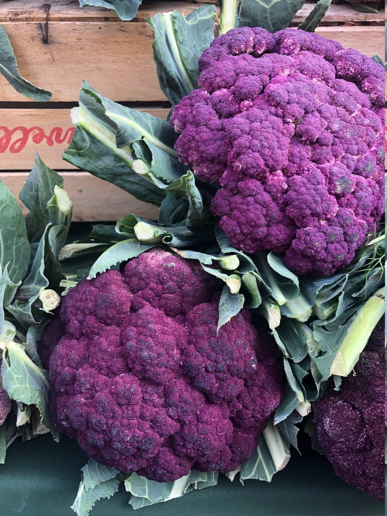 Cauliflower Purple of Sicily Seeds 25 | Etsy