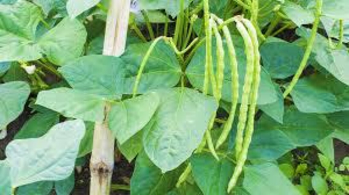 Crowder Pea Seeds 100 - Etsy