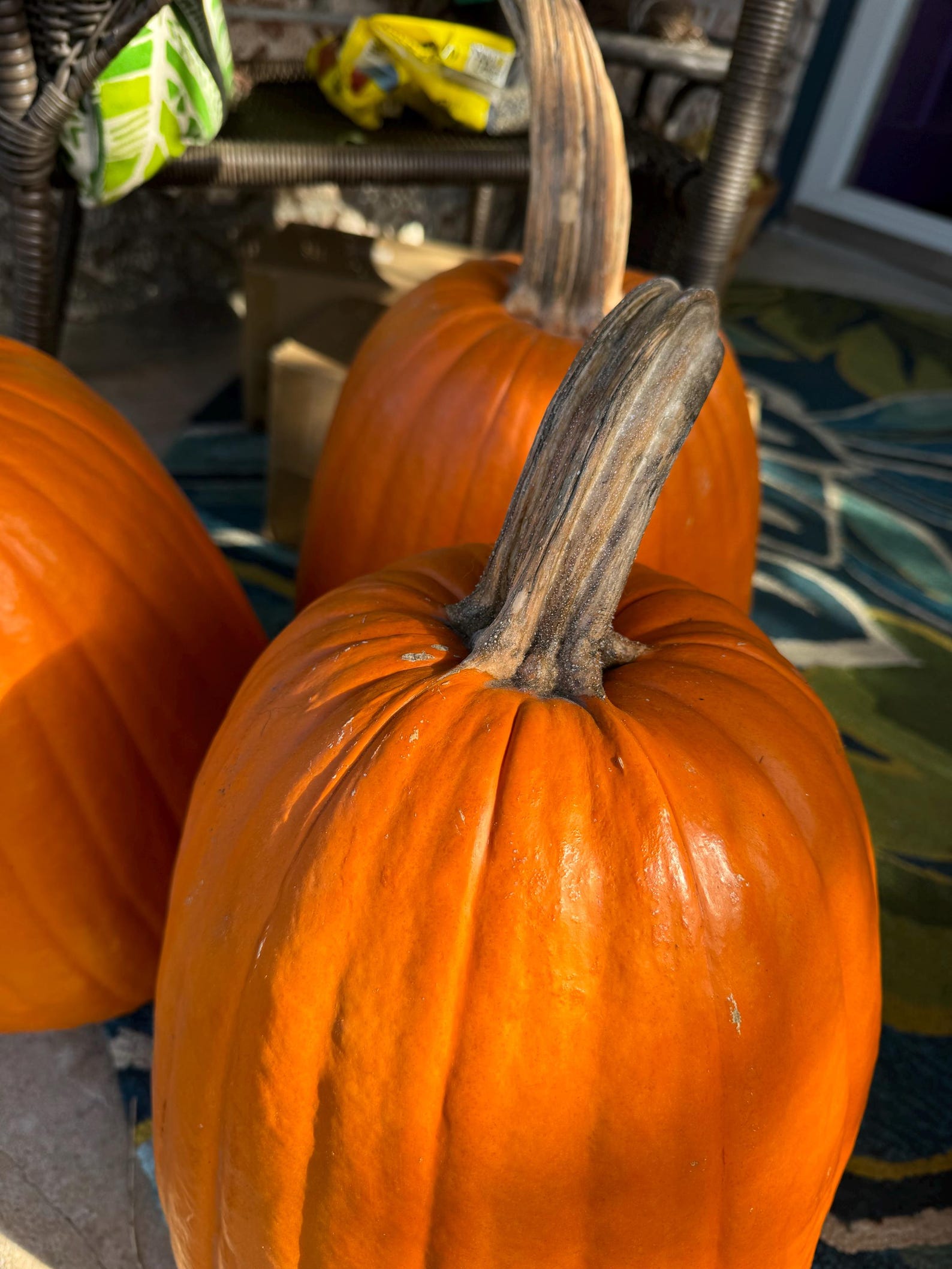 Rare Giant Pumpkins 19-inches Tall Extra Large Pumpkin Seed 15 - Etsy