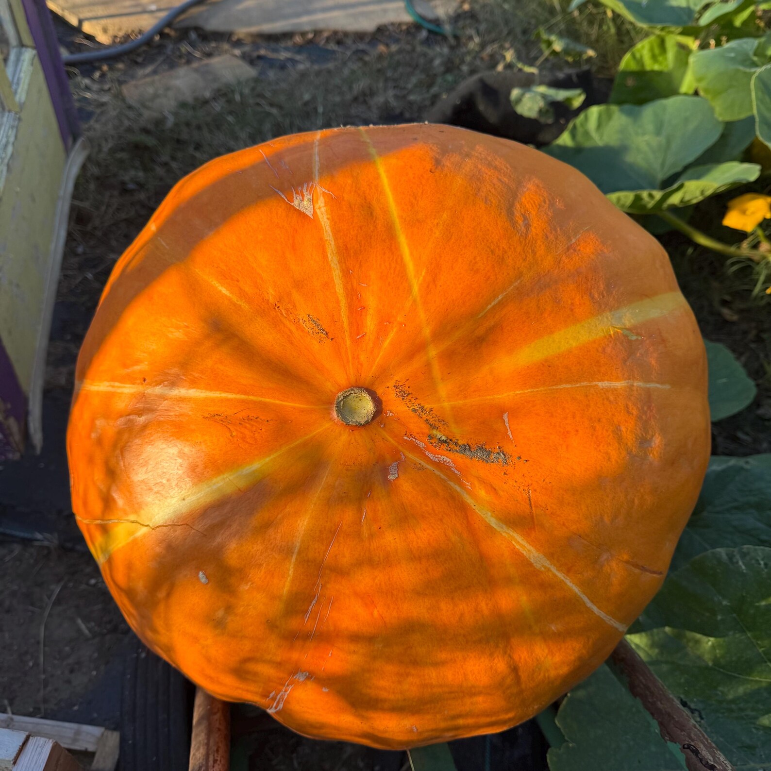 Pumpkin Dill’s Atlantic Giant Pumpkin Seeds 5 - Etsy