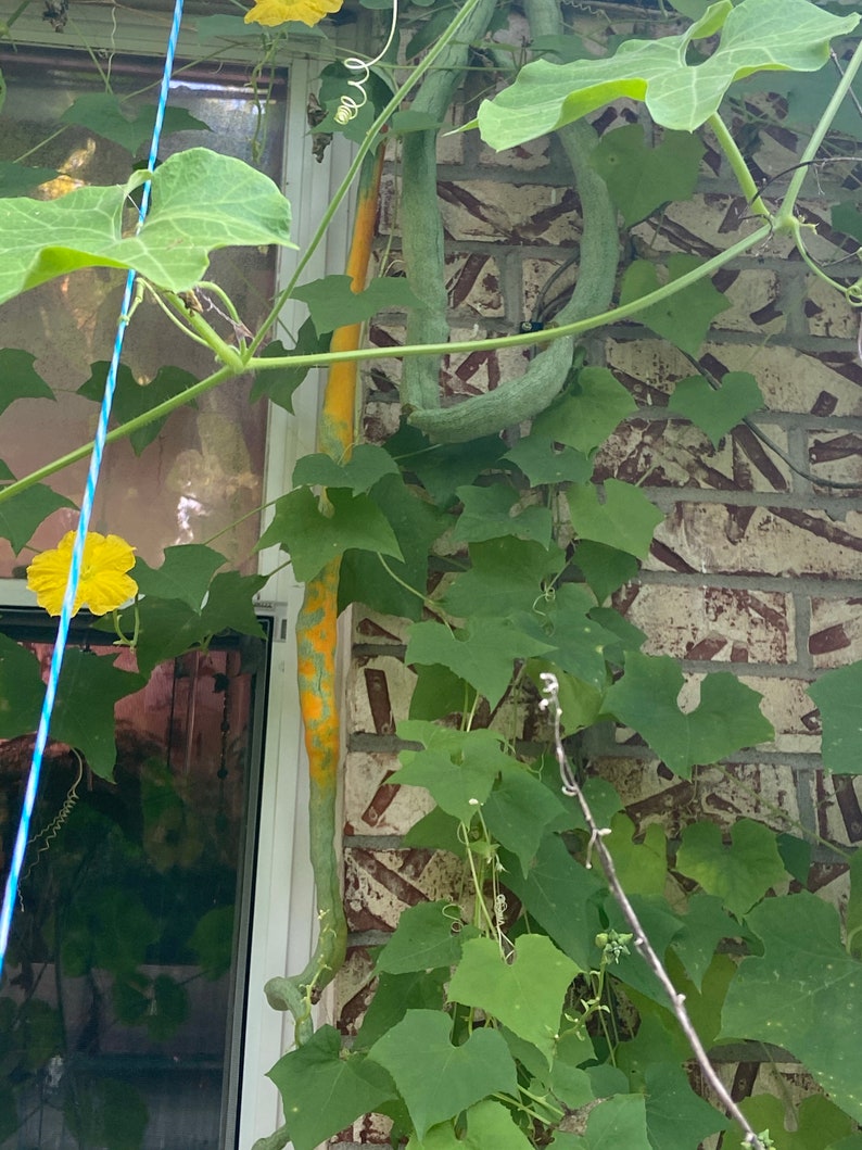 Squash Snake Bean Chinese Python Heirloom Seed 5 - Etsy