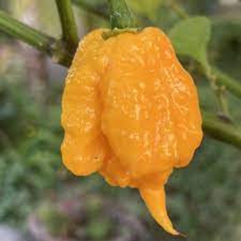Pepper Golden Carolina Reaper Seed 10 - Etsy