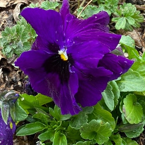 Pansy Lake of Thunder Heirloom Flower Seeds 25 - Etsy