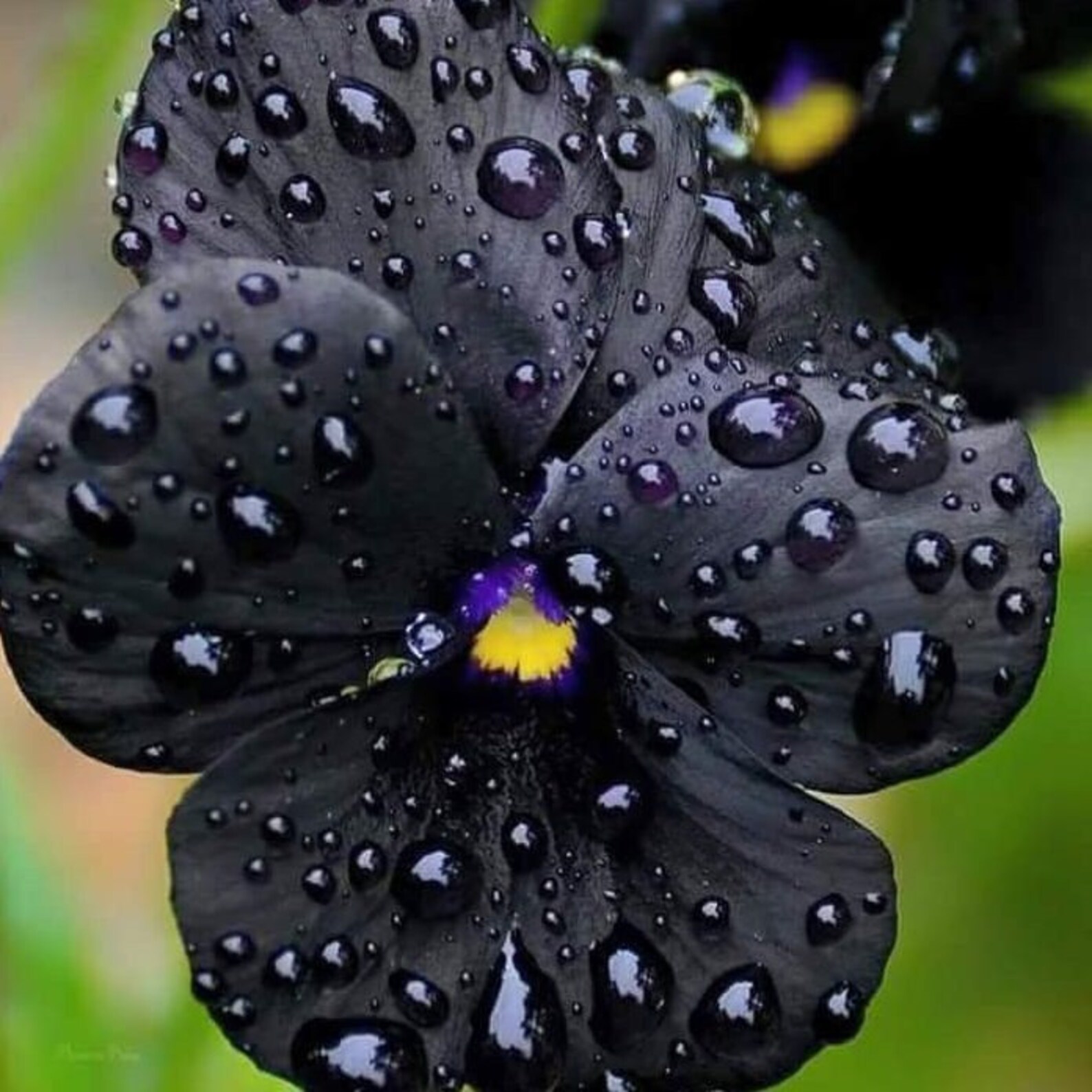 Pansy Clear Crystal Black Seeds 25 - Etsy