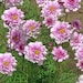 Cosmos Double Click Bicolor Violet Seed 25 - Etsy
